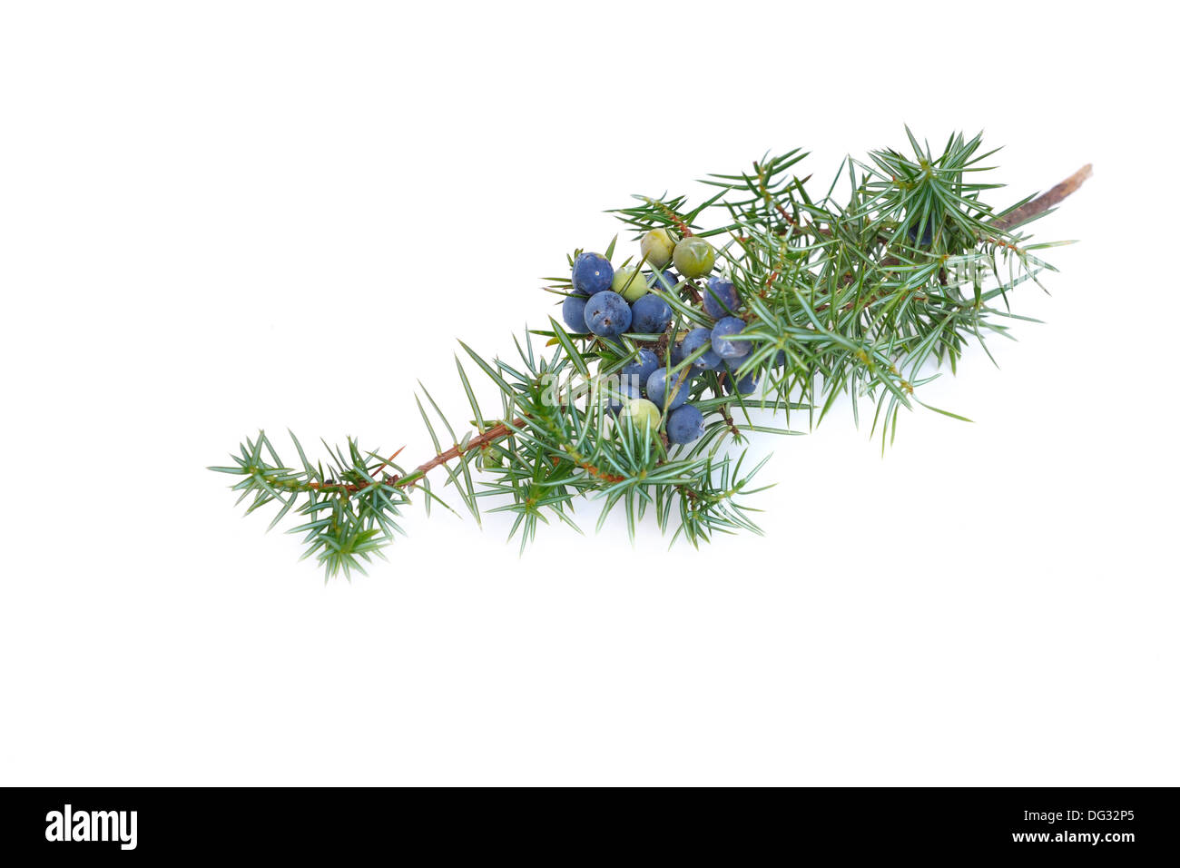 Juniper berries hi-res stock photography and images - Alamy