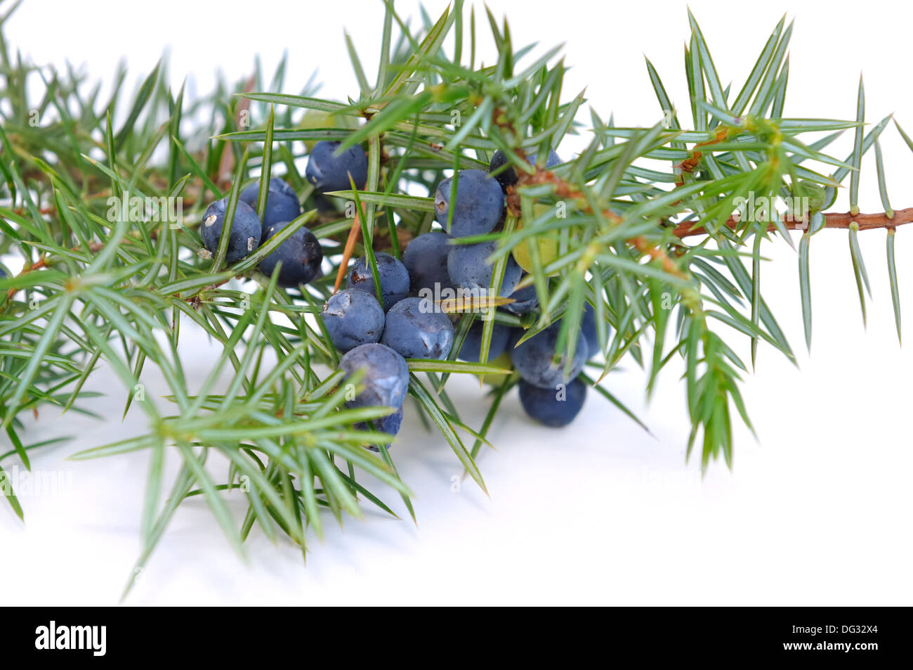 juniper branch with berries on white background Stock Photo - Alamy