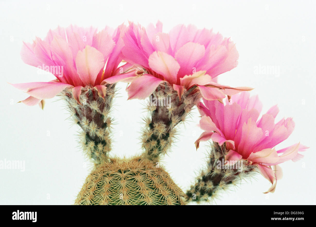 Pectinatus hi-res stock photography and images - Alamy