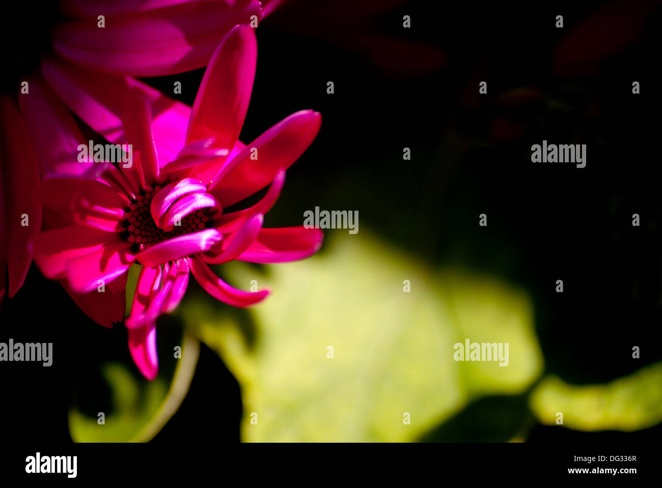 Back lit flower hi-res stock photography and images - Alamy