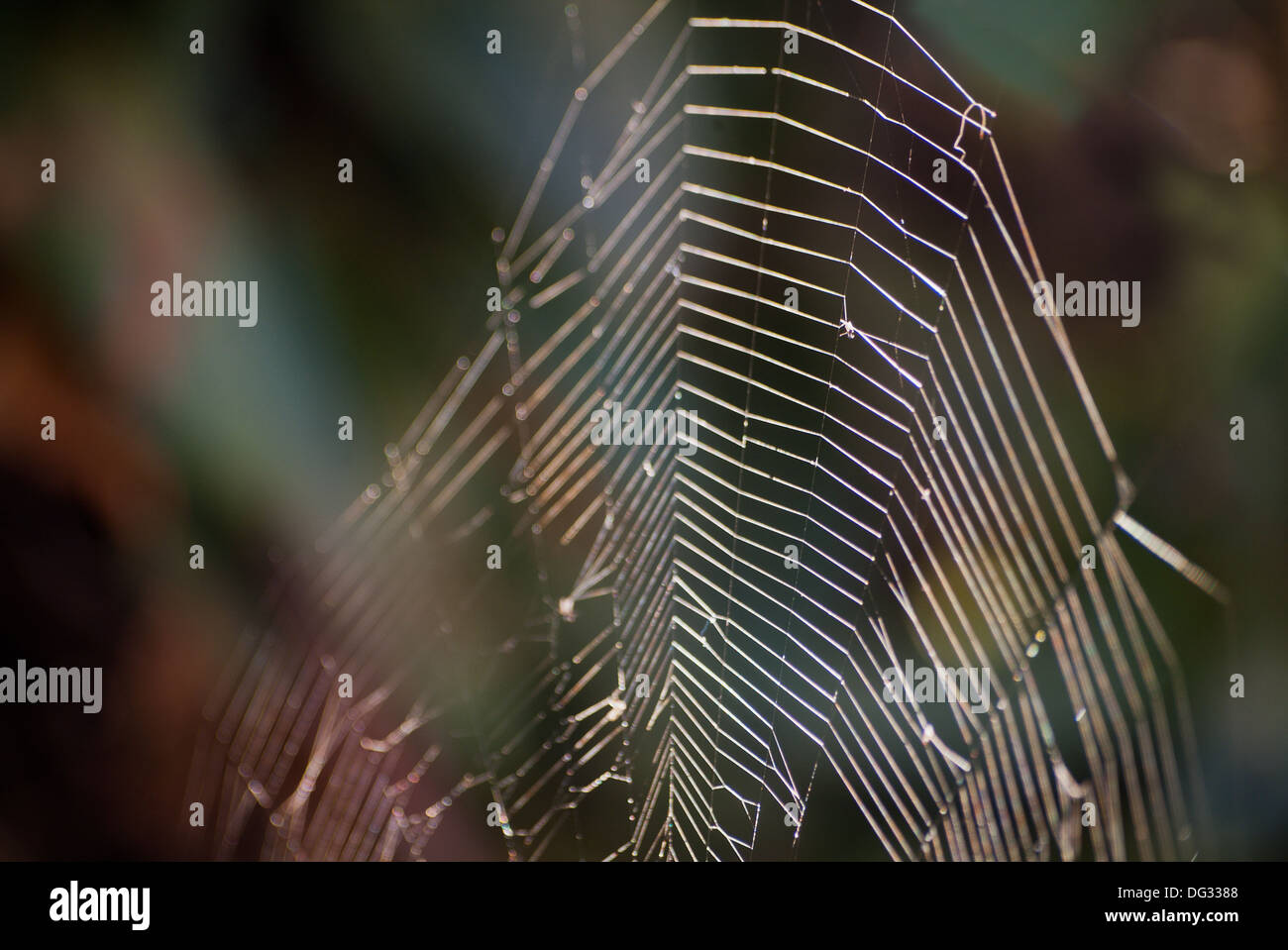 Spider's web back-lit by afternoon sunlight Stock Photo - Alamy