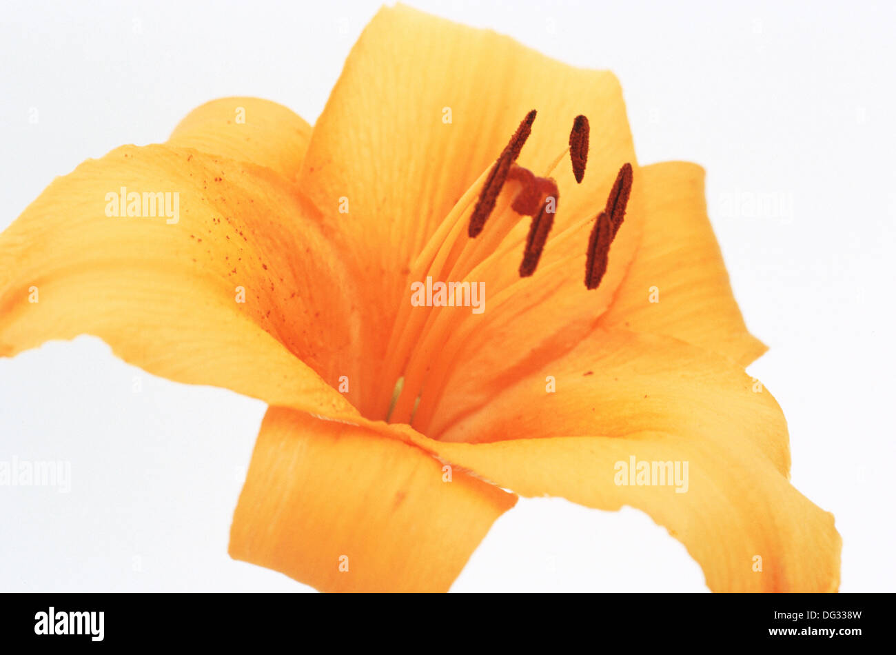 Lily reproduction hi-res stock photography and images - Alamy