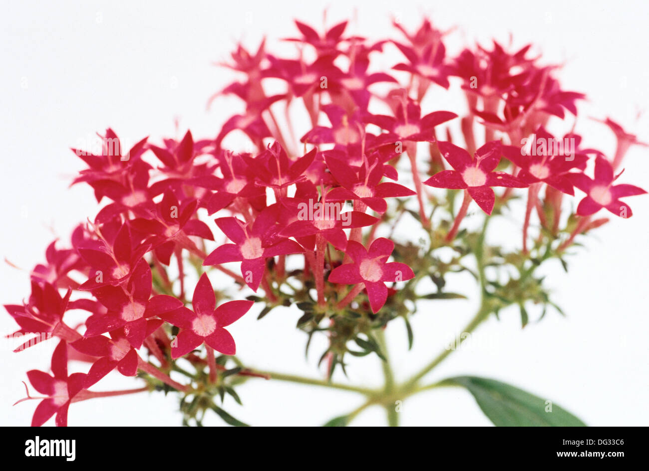 Pentas sp hi-res stock photography and images - Alamy