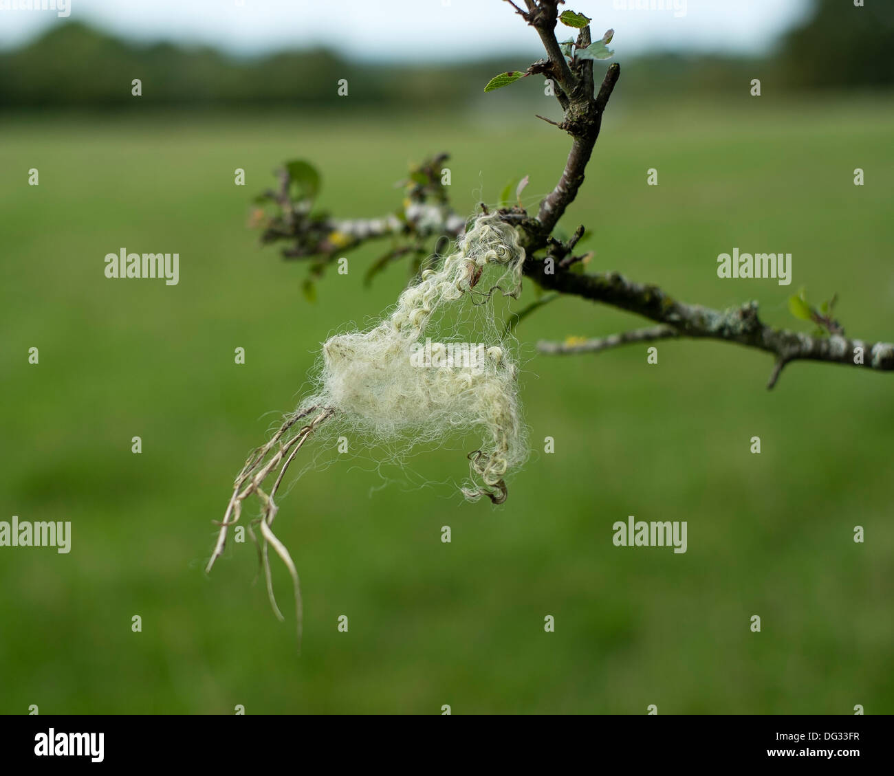 Sheep wool caught branch hi-res stock photography and images - Alamy