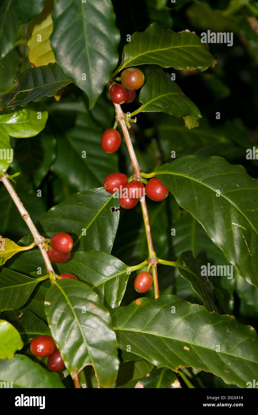 Ripe fleshy red green hi-res stock photography and images - Alamy