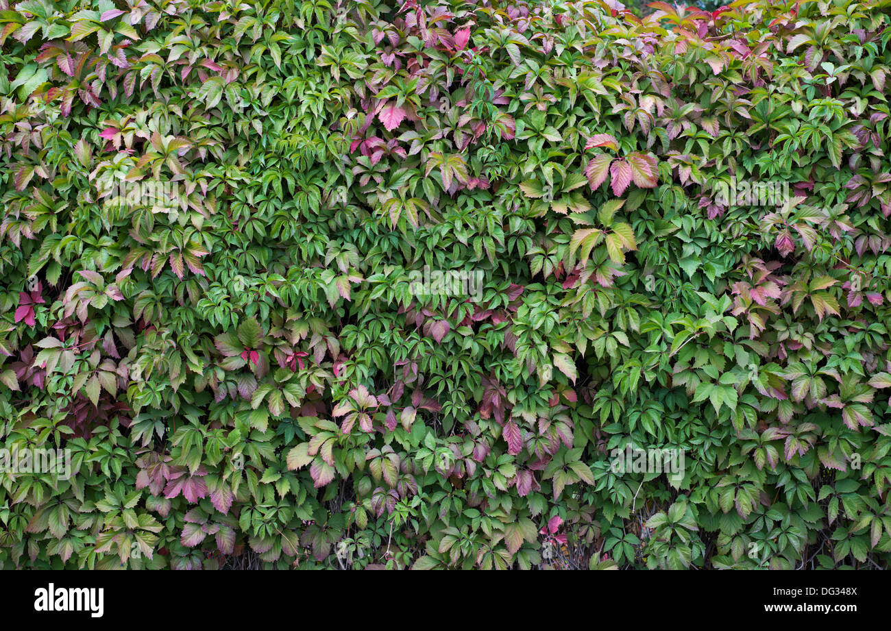Bush fence hi-res stock photography and images - Alamy