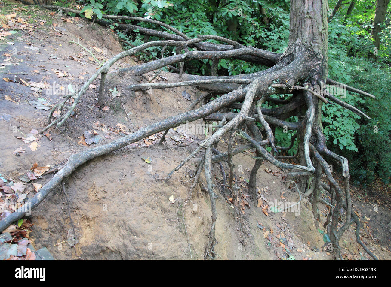 Tree held up in air as roots exposed by landslide, West End, Esher ...