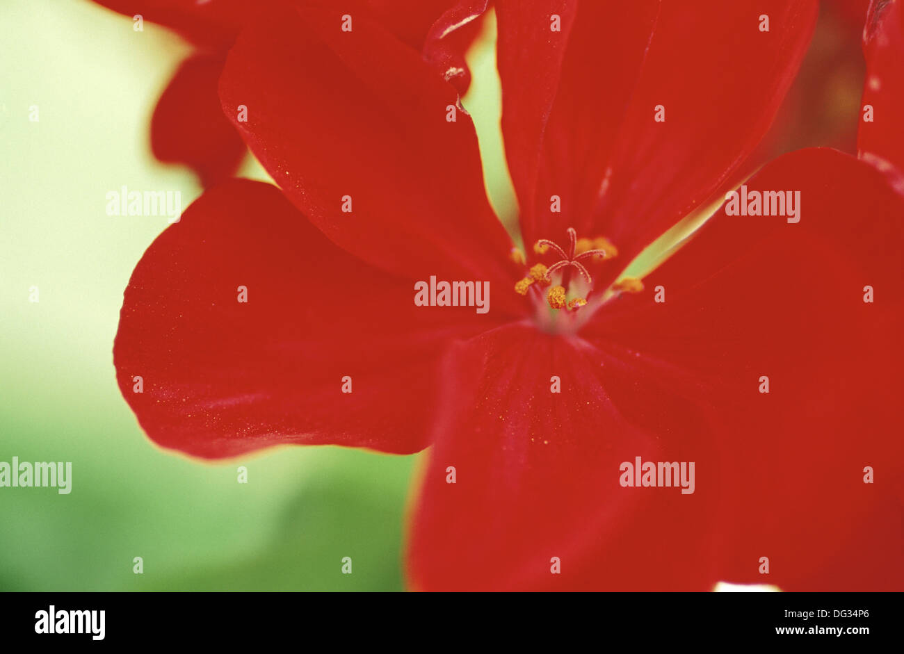 Pelargonium pelargonium sp hi-res stock photography and images - Alamy