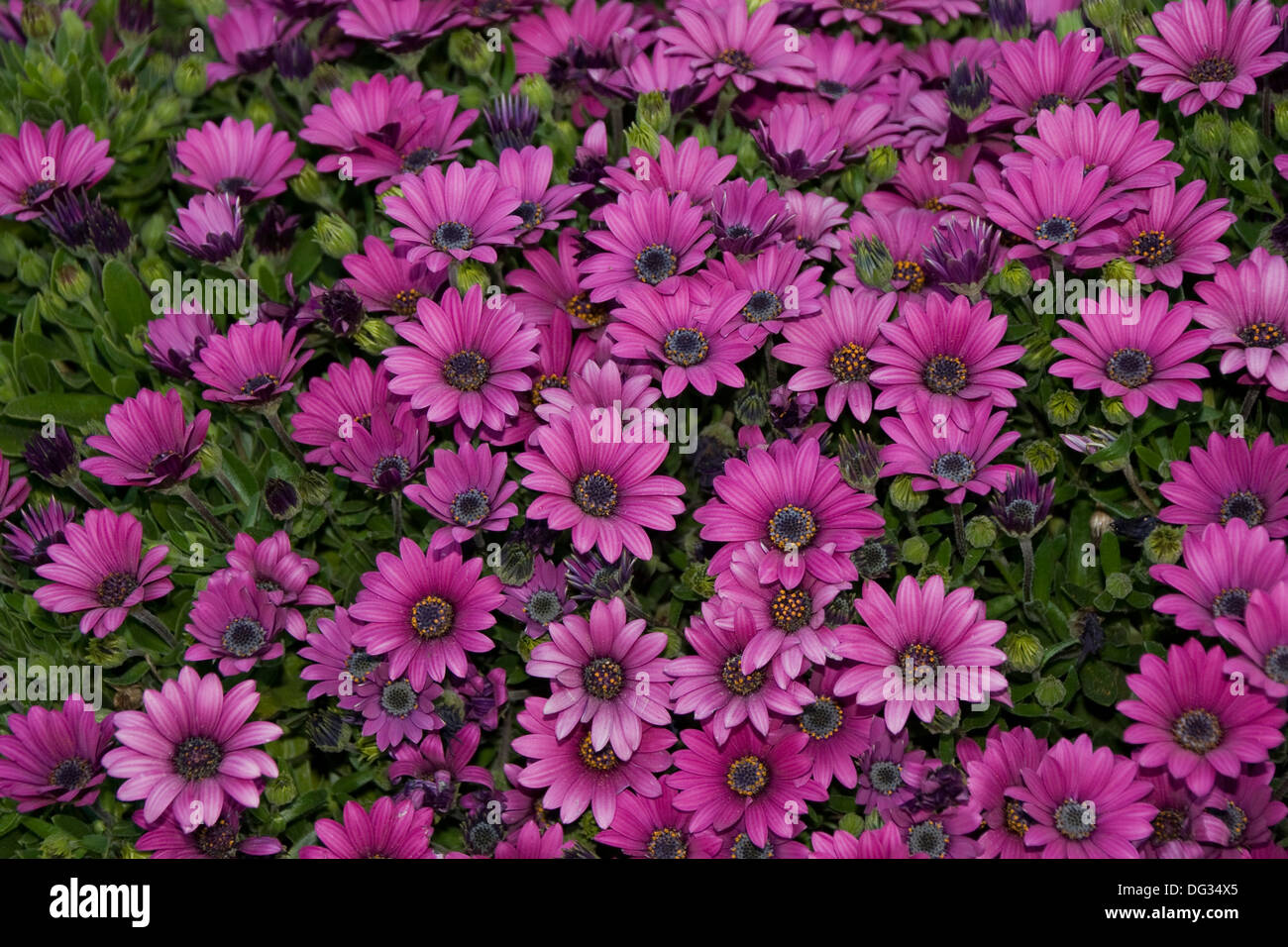 Osteospermum flowering in a garden Stock Photo - Alamy