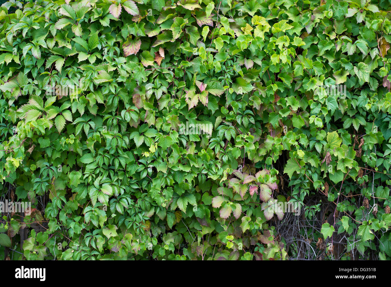 Bush fence hedge wall Stock Photo - Alamy