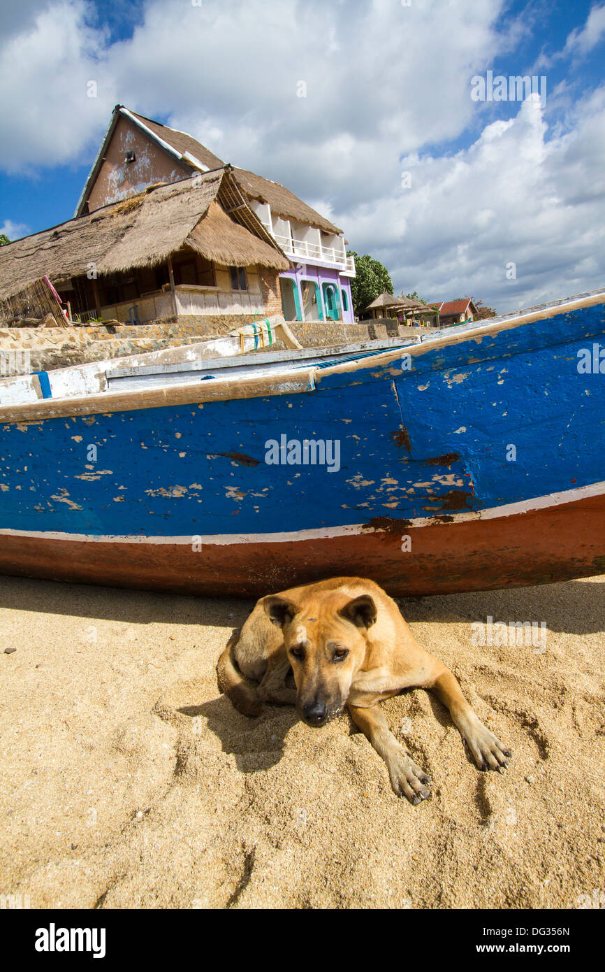 Sleeping dog at the beach hi-res stock photography and images - Alamy
