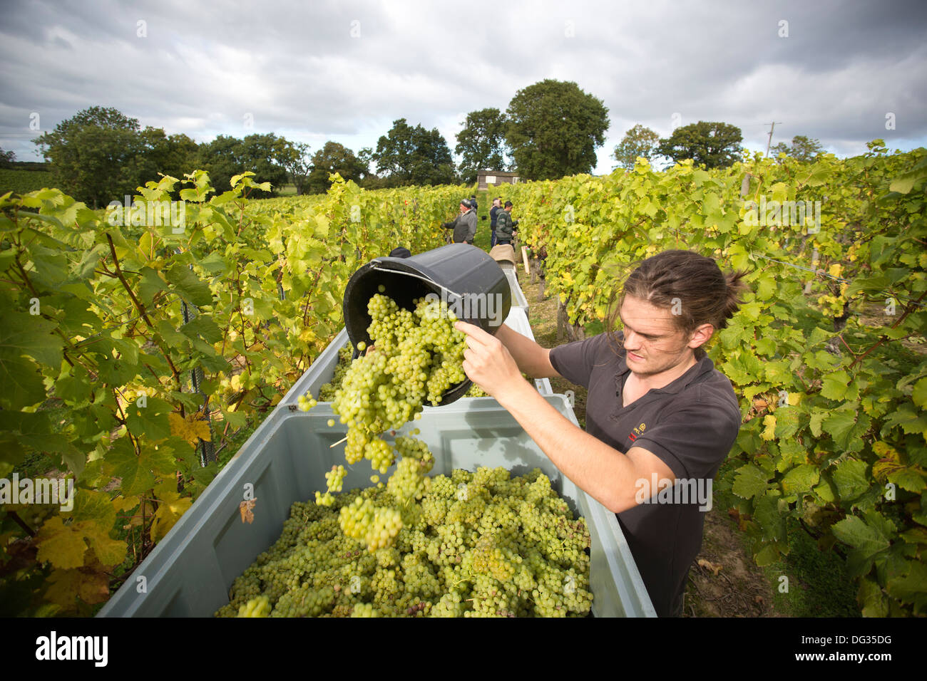 Fruit pickers in the vineyards at English wine maker Chapel Down Wines ...