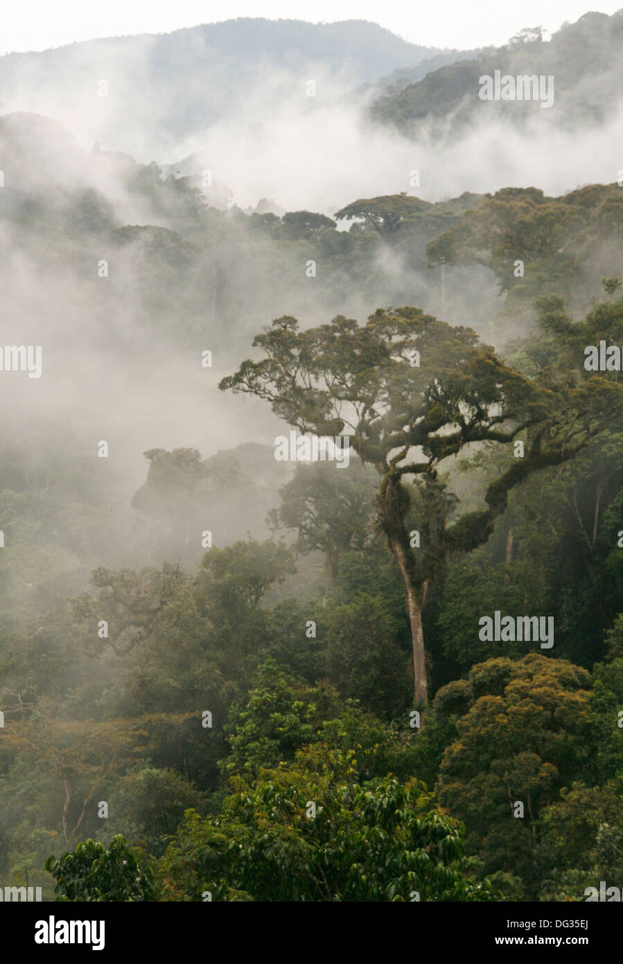 Nyungwe national park hi-res stock photography and images - Alamy
