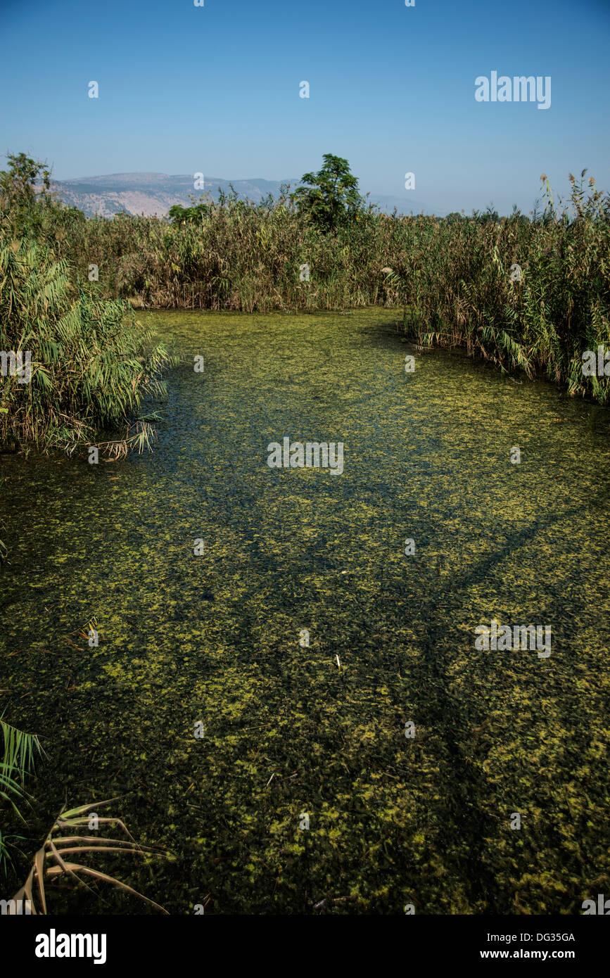 Swamp in the Hula Valley Reserve Israel Upper Galilee Stock Photo - Alamy