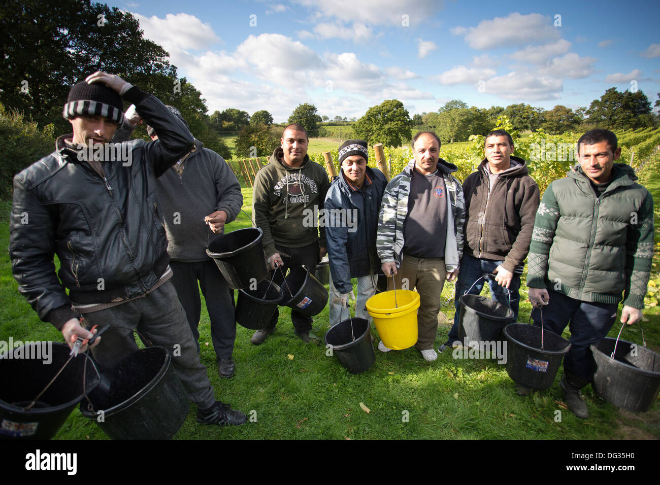 Romanian fruit pickers at English wine maker Chapel Down Wines ...