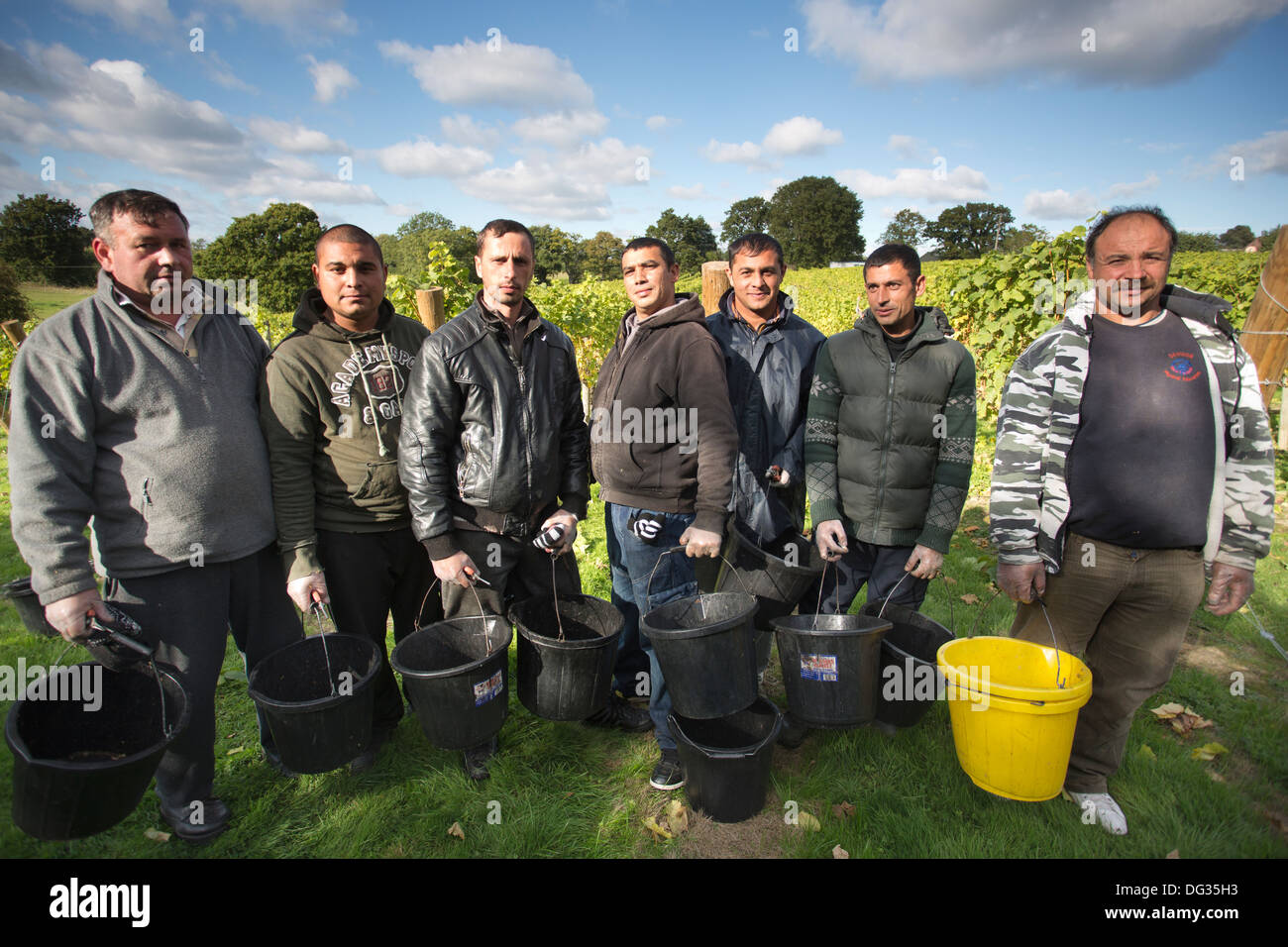 Romanian fruit pickers at English wine maker Chapel Down Wines ...