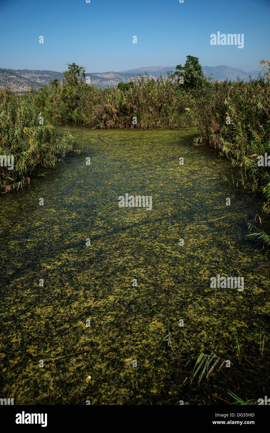 Swamp in the Hula Valley Reserve ,Israel Upper Galilee Stock Photo - Alamy