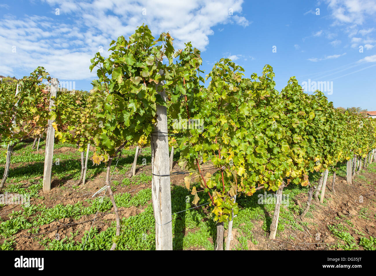 Vineyard farm landscape hi-res stock photography and images - Alamy