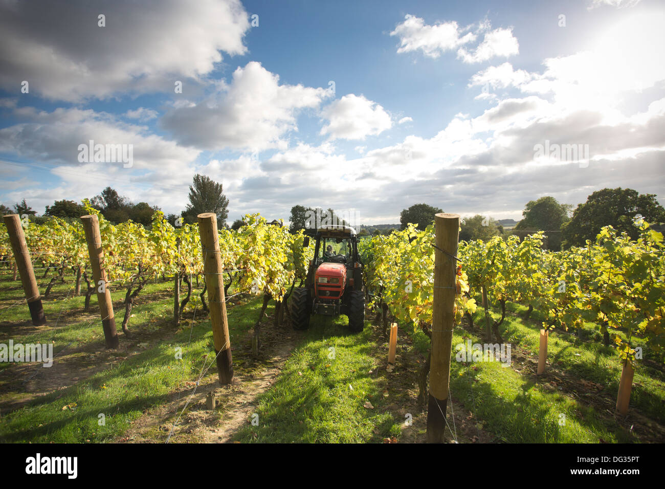English wine maker Chapel Down Wines, Tenterden, Kent, England, UK ...