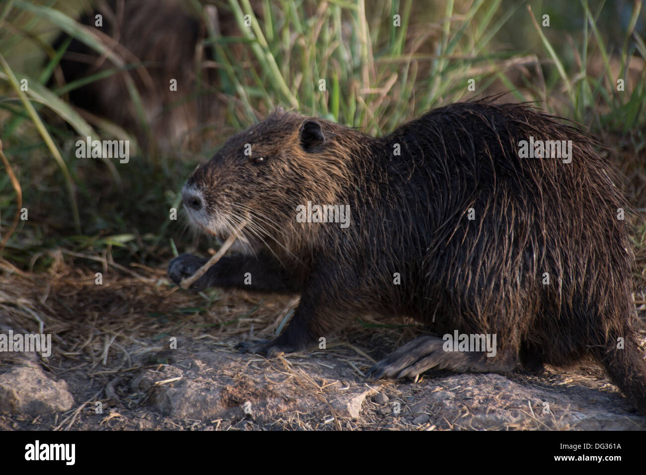 Nutria ,Hula nature reserve, Upper Galilee ,Israel ,Great Rift Valley ...