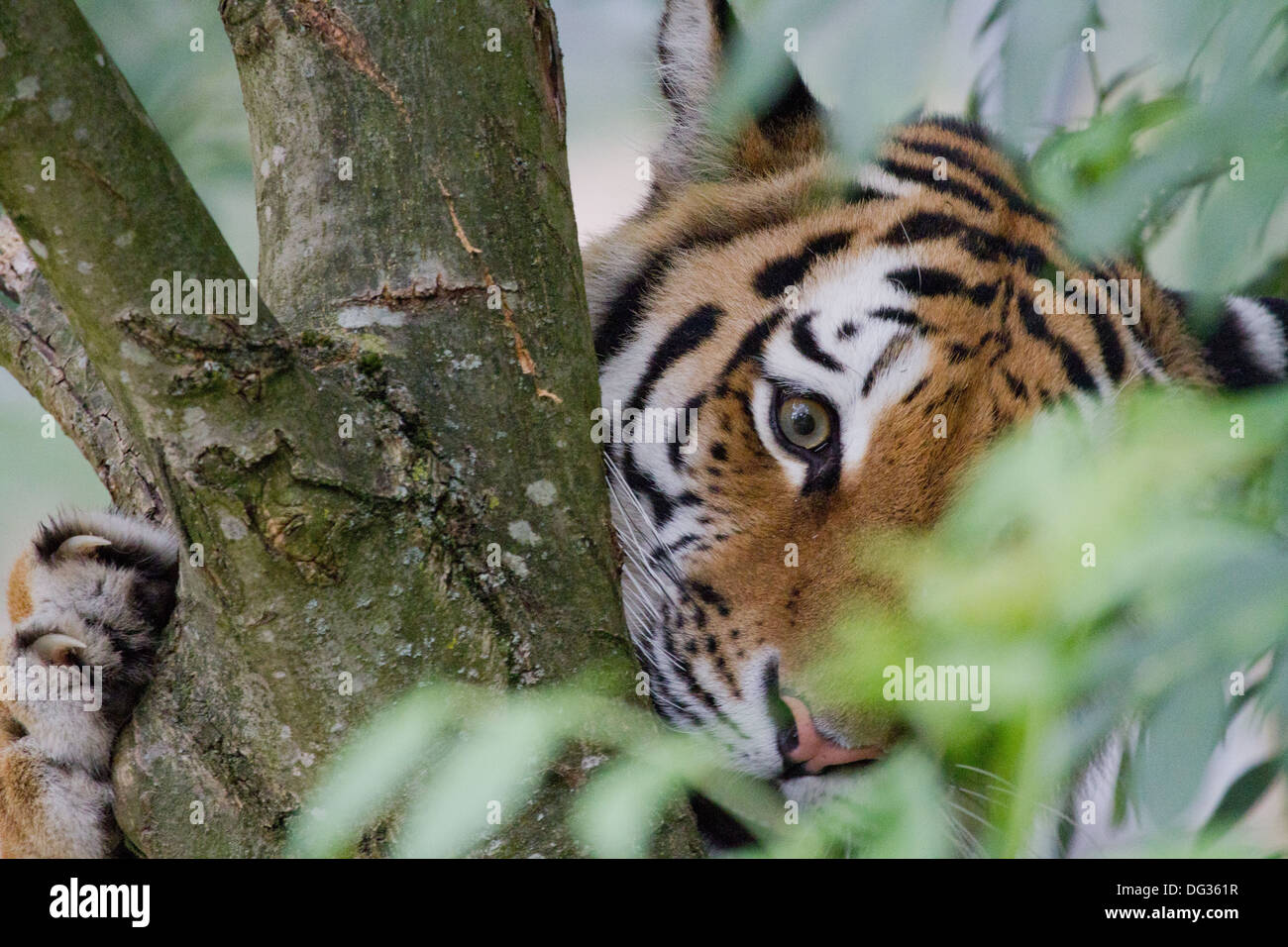 Tiger claw tree hi-res stock photography and images - Alamy