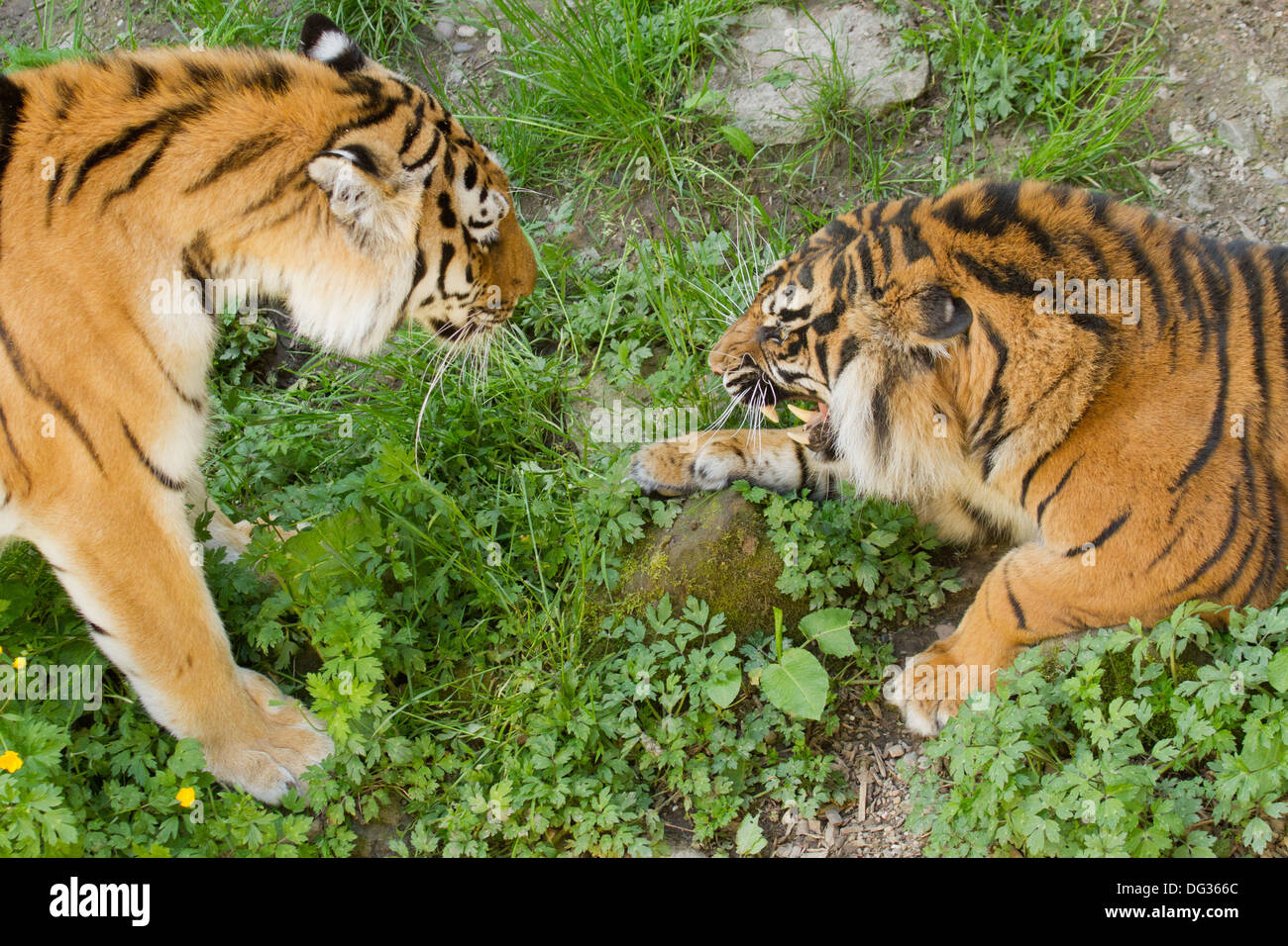 Tiger Fight High Resolution Stock Photography and Images - Alamy