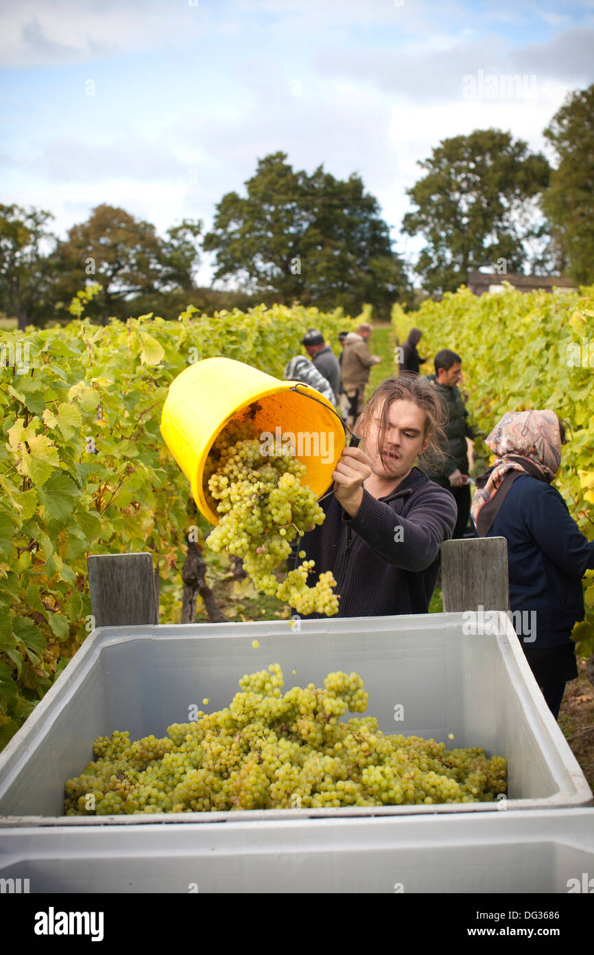 Fruit pickers in the vineyards at English wine maker Chapel Down Wines ...