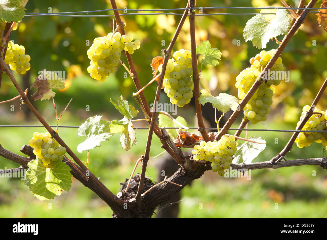 English wine maker Chapel Down Wines, Tenterden, Kent, England, UK ...