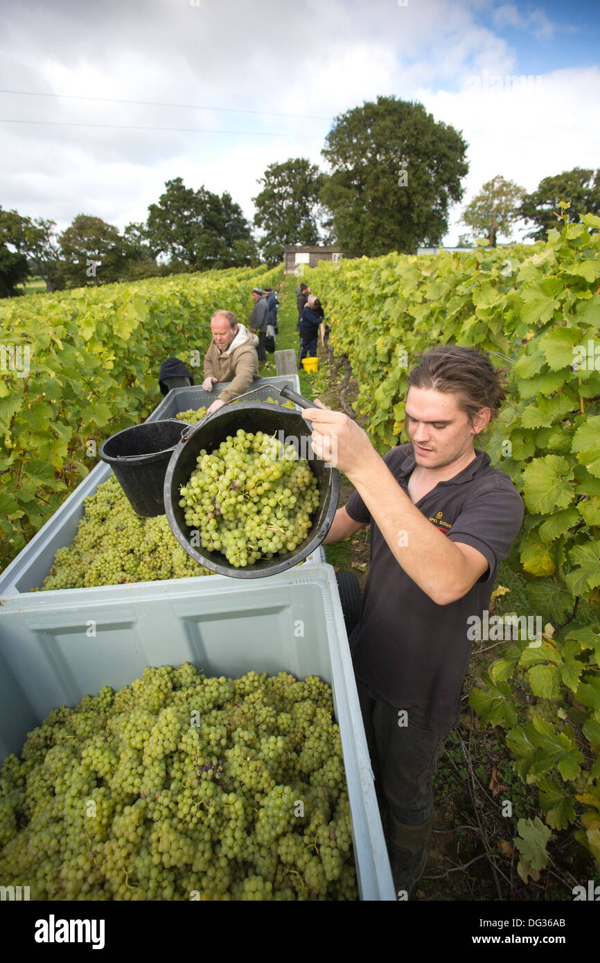Fruit pickers in the vineyards at English wine maker Chapel Down Wines ...