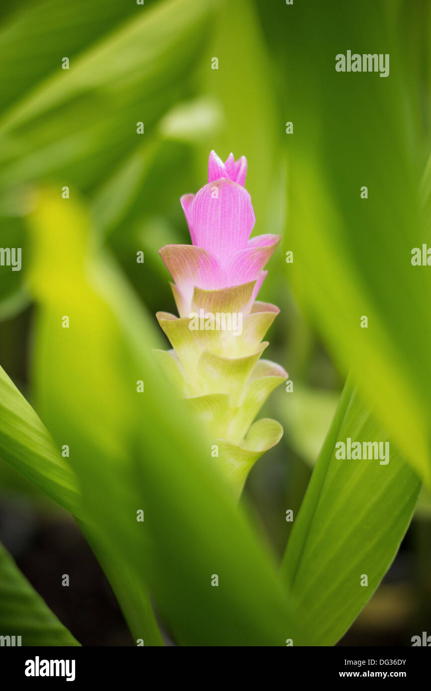 Siam tulip summer tropical hi-res stock photography and images - Alamy