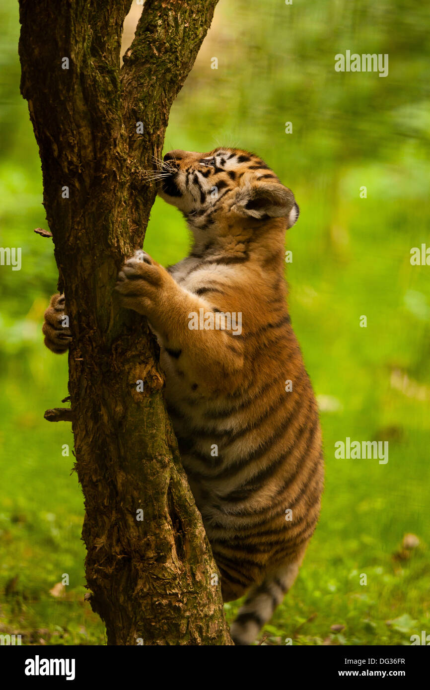 Tiger climbing tree hi-res stock photography and images - Alamy