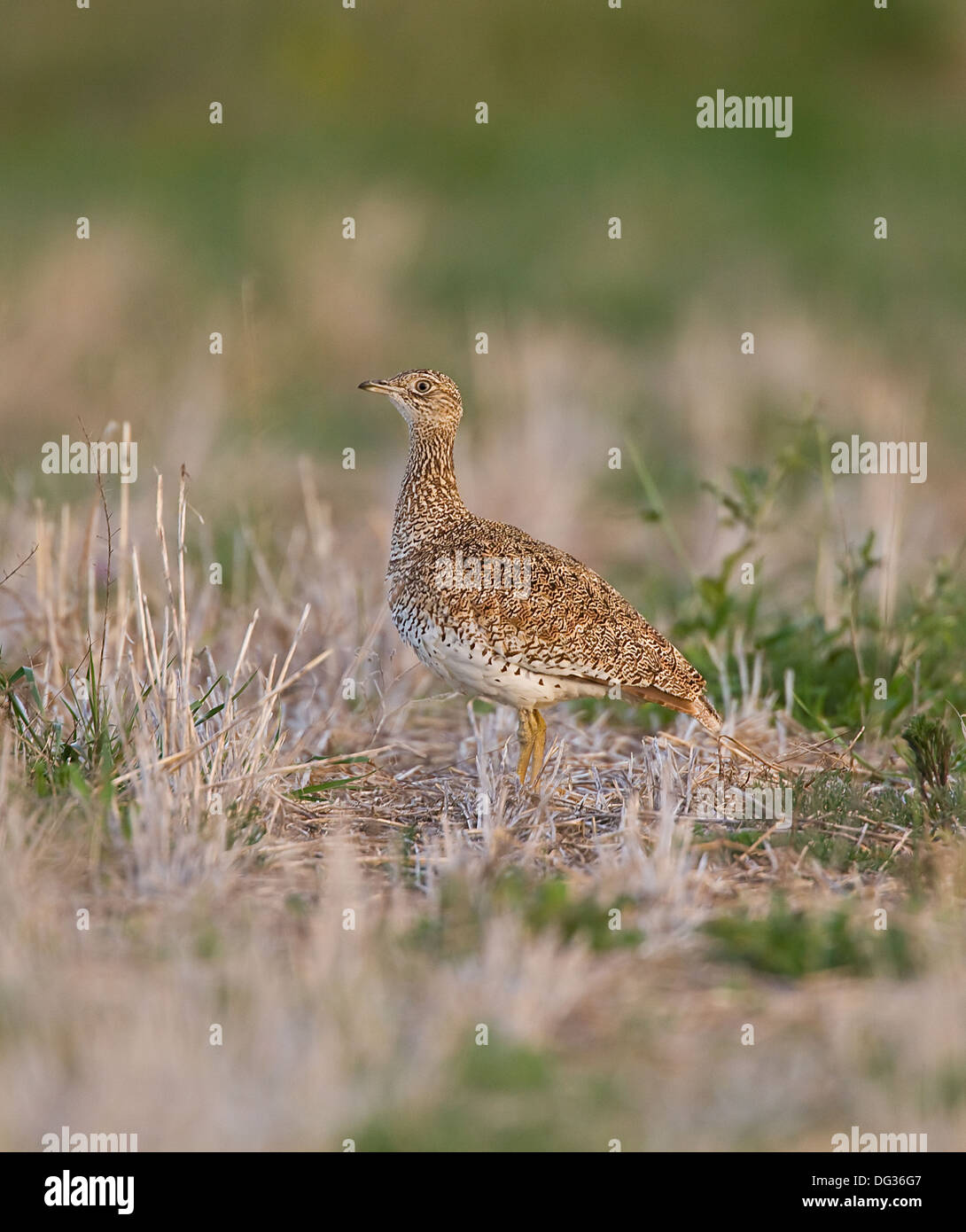 Little Bustard female Stock Photo - Alamy