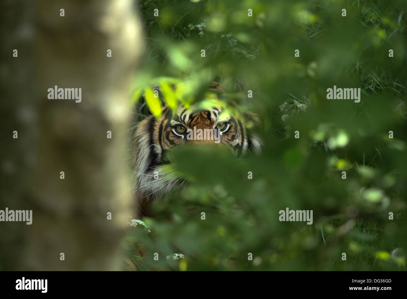 Predator eyes hi-res stock photography and images - Alamy