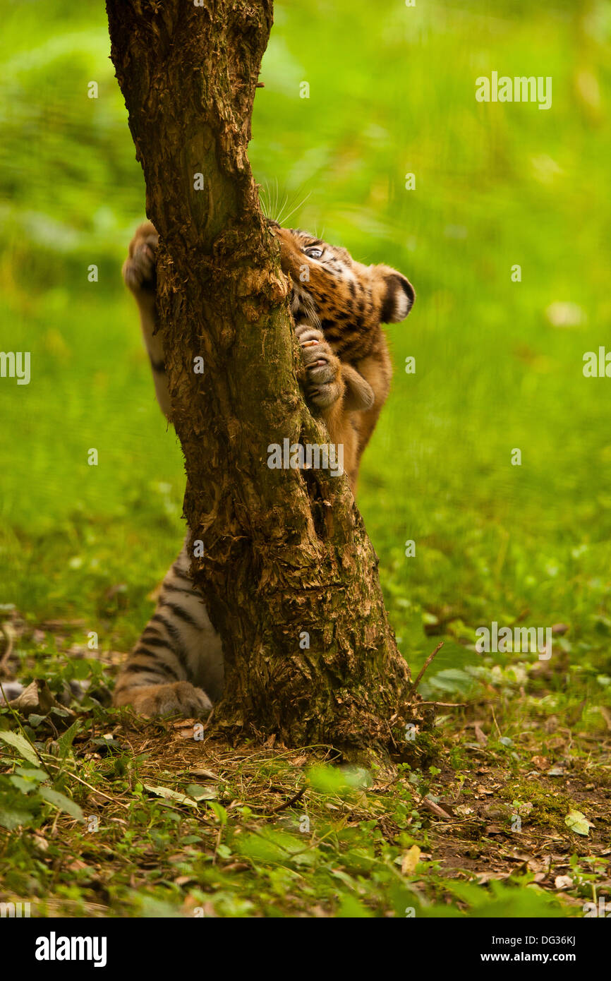 Siberian/Amur Tiger Cub (Panthera Tigris Altaica) Climbing Up Tree ...