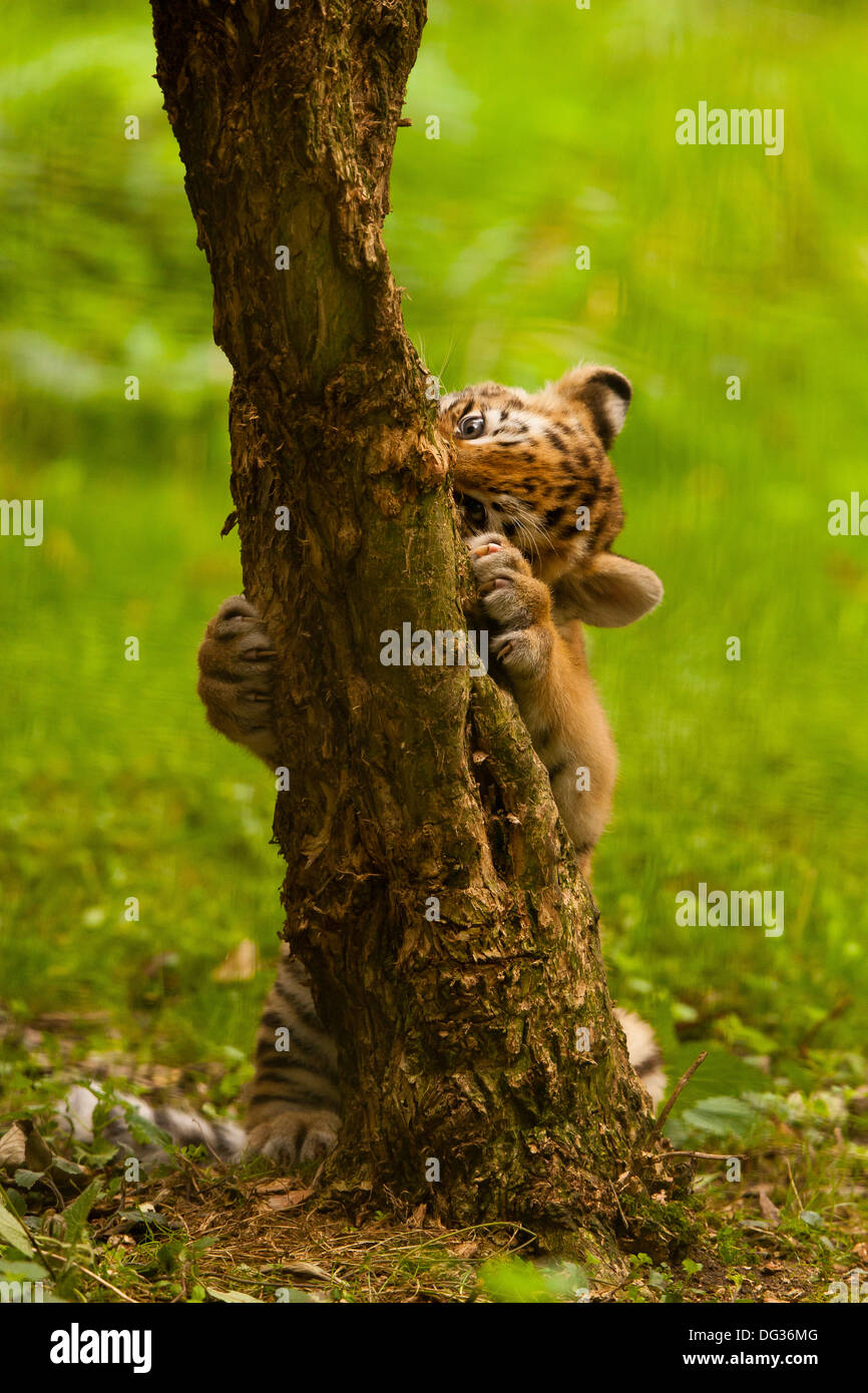 Siberian/Amur Tiger Cub (Panthera Tigris Altaica) Climbing Up Tree ...