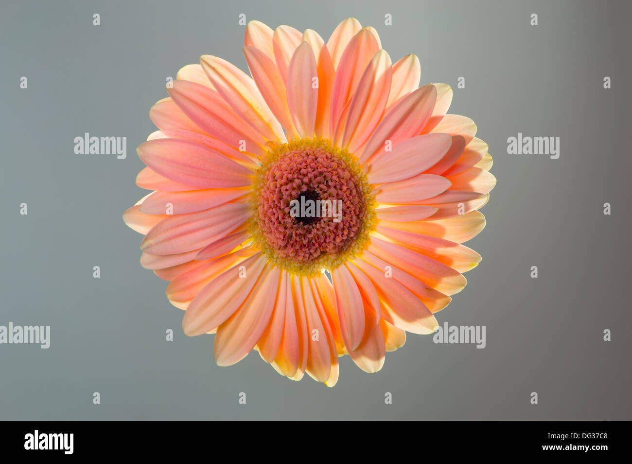 Gerbera bloom hi-res stock photography and images - Alamy
