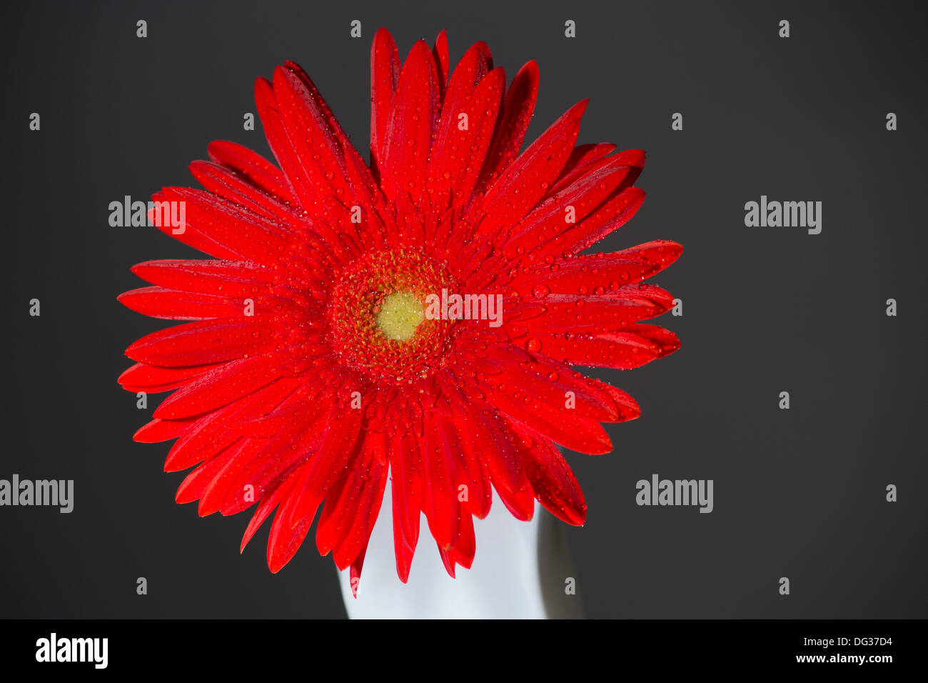 Red droppings hi-res stock photography and images - Alamy