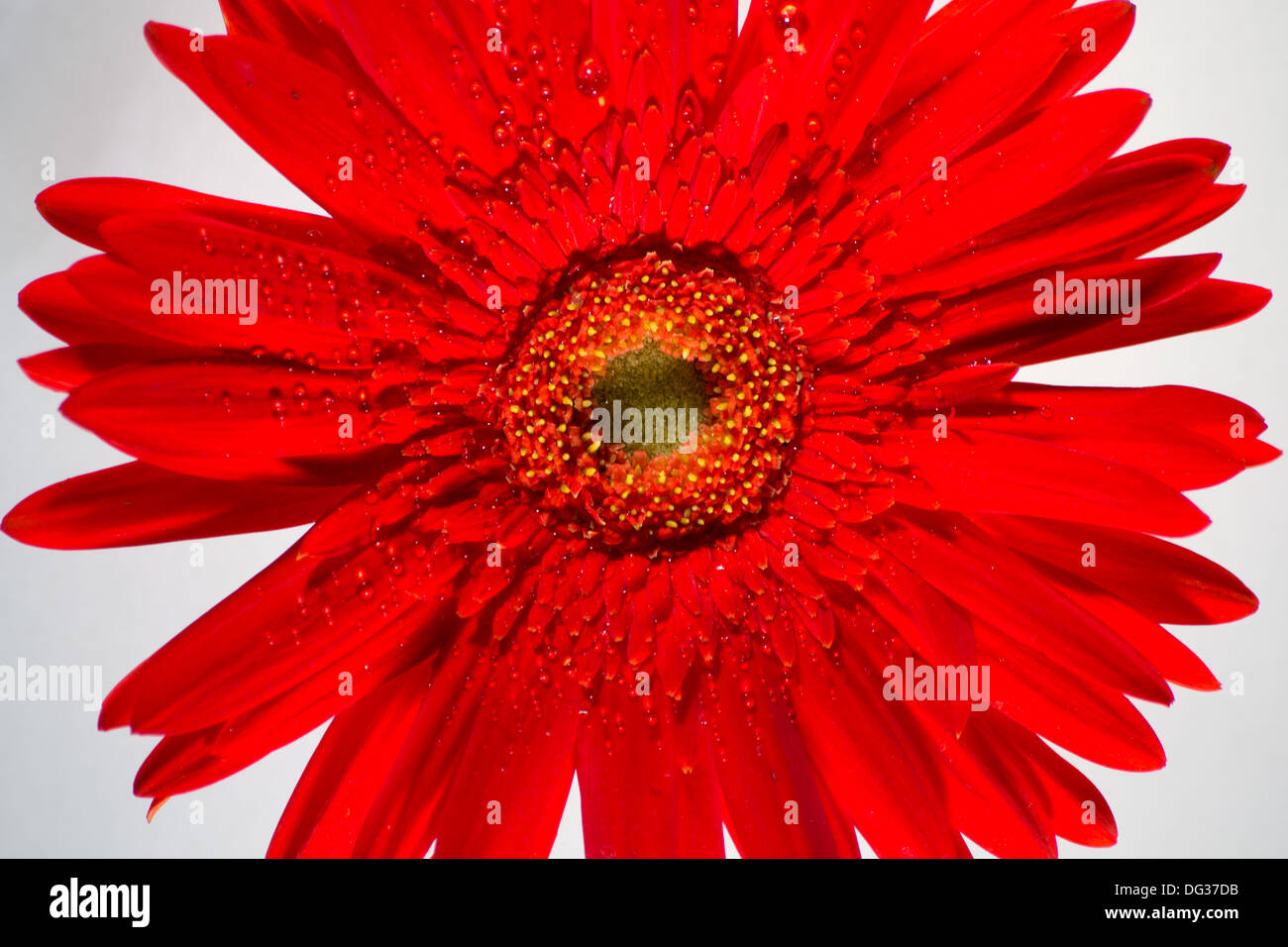 Red droppings hi-res stock photography and images - Alamy