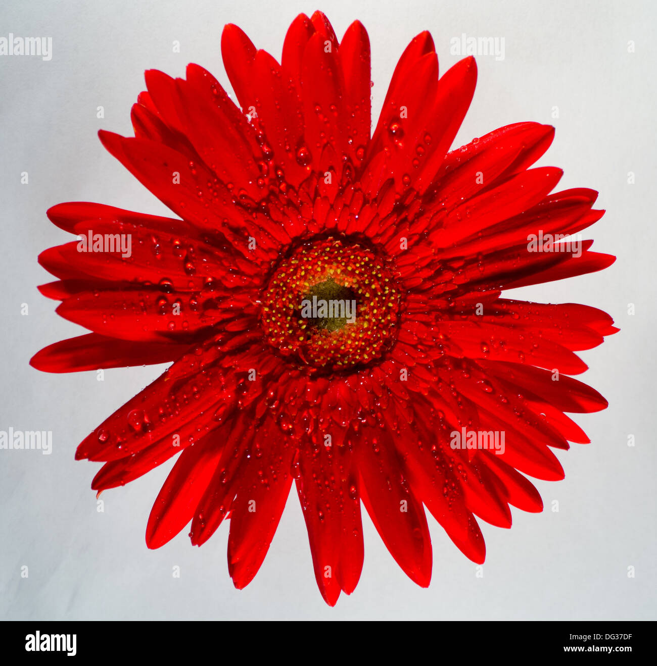 Red droppings hi-res stock photography and images - Alamy