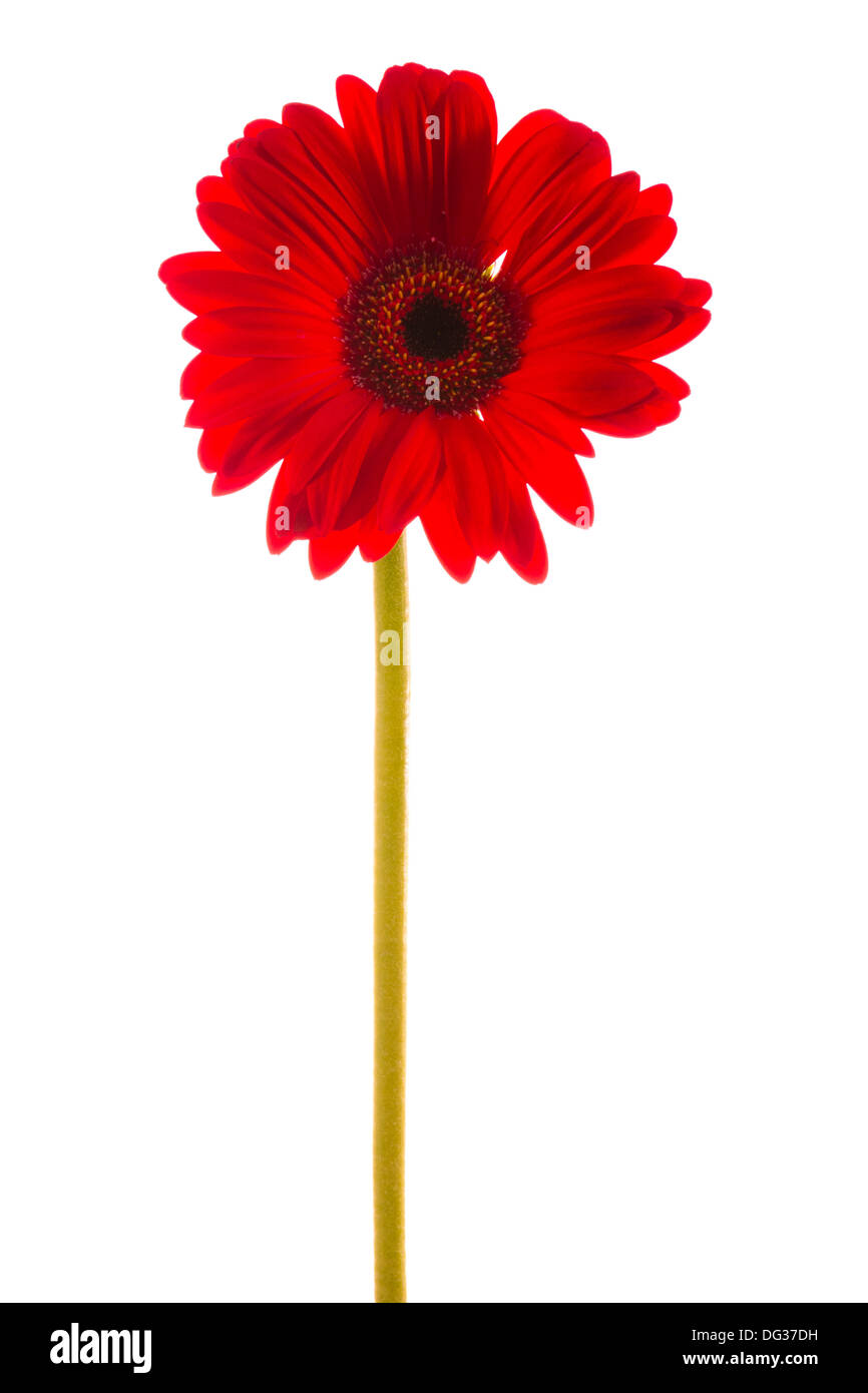 Blown and red hi-res stock photography and images - Alamy