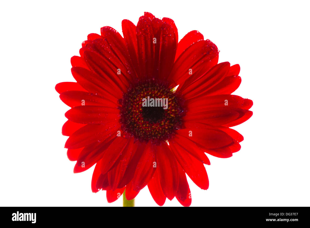 Full bloom gerbera hi-res stock photography and images - Alamy