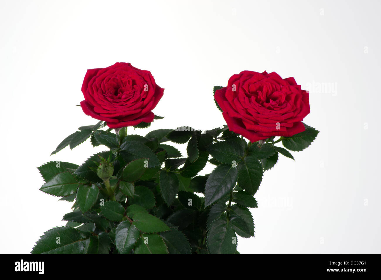 Full blown red rose hi-res stock photography and images - Alamy