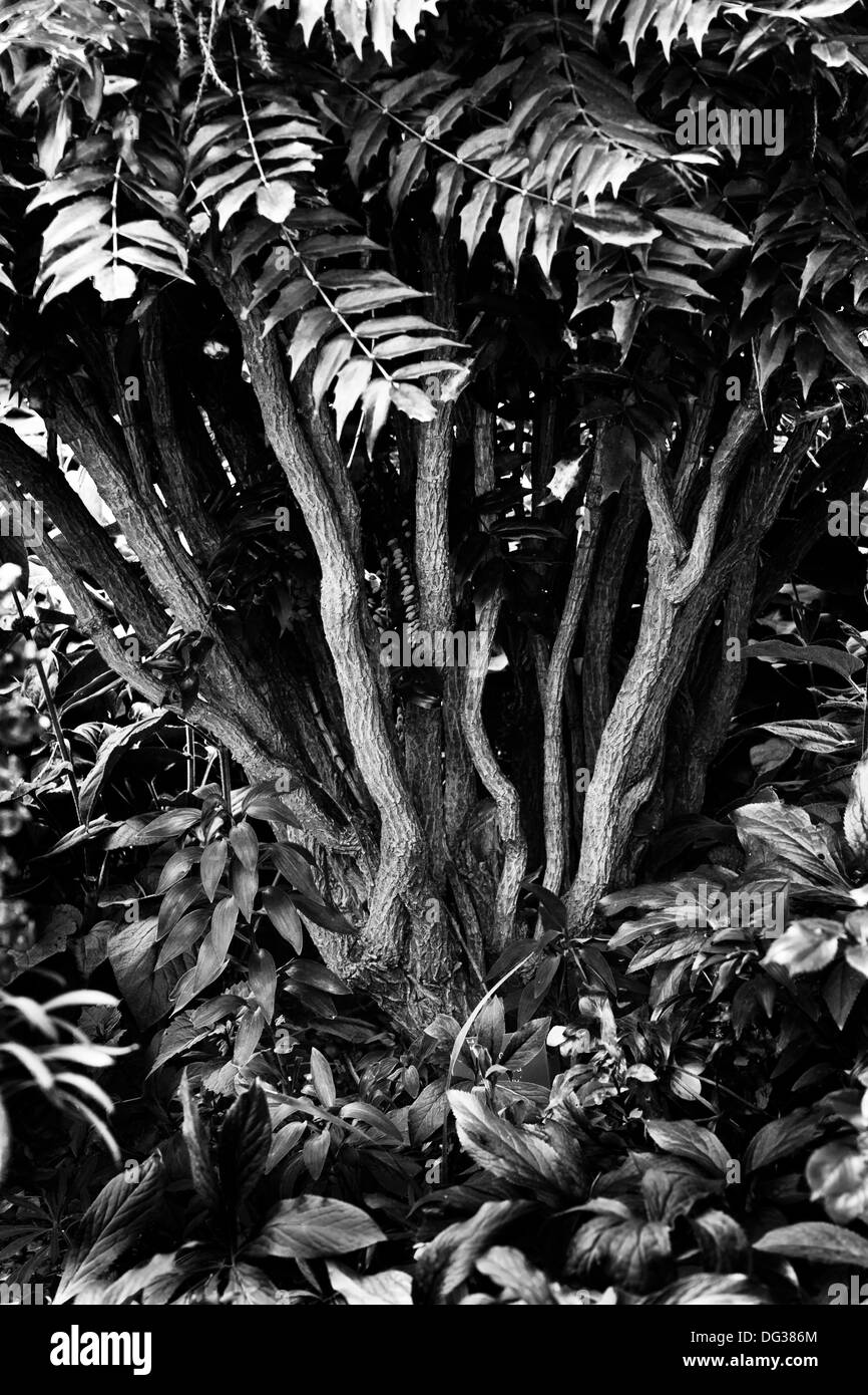 Twisted tree black and white hi-res stock photography and images - Alamy