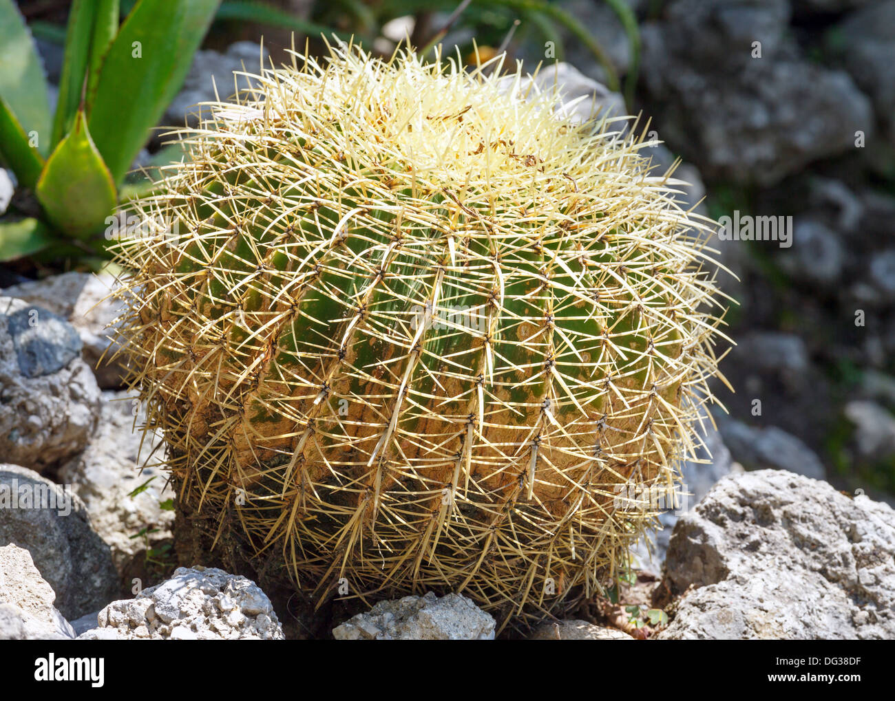 Beautiful shape green cactus plant Stock Photo - Alamy