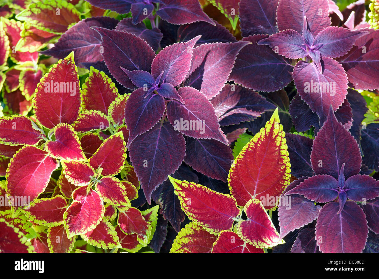 Coleus red plant hi-res stock photography and images - Alamy