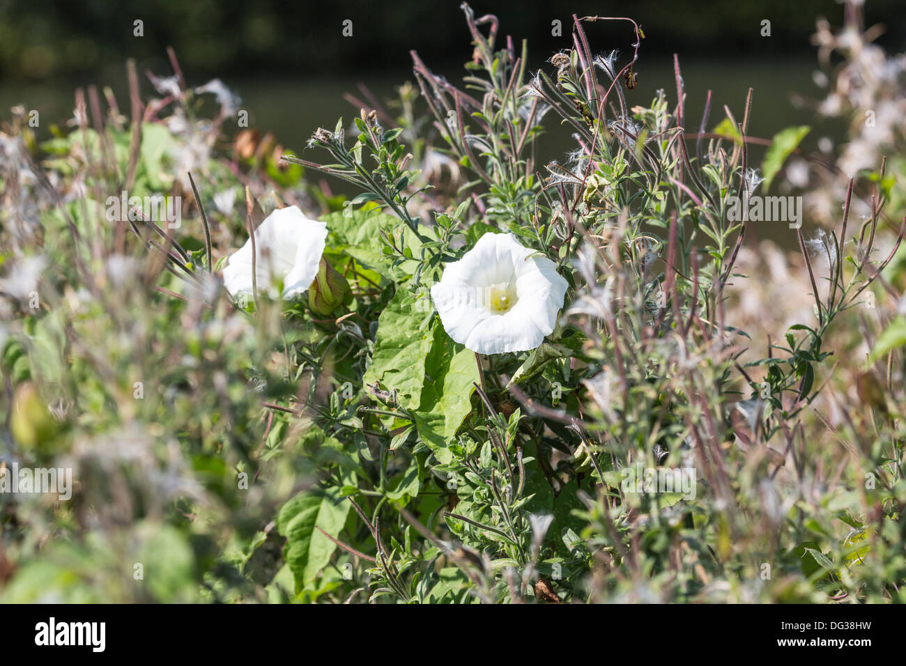 Bindweed, Convolvulus arvensis, a common white flowering weed Stock ...