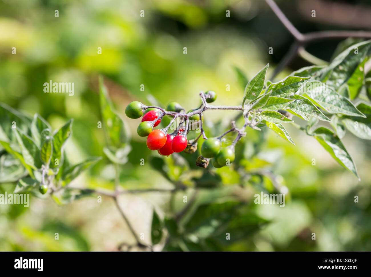 Attractive bright red and green berries of the poisonous deadly ...
