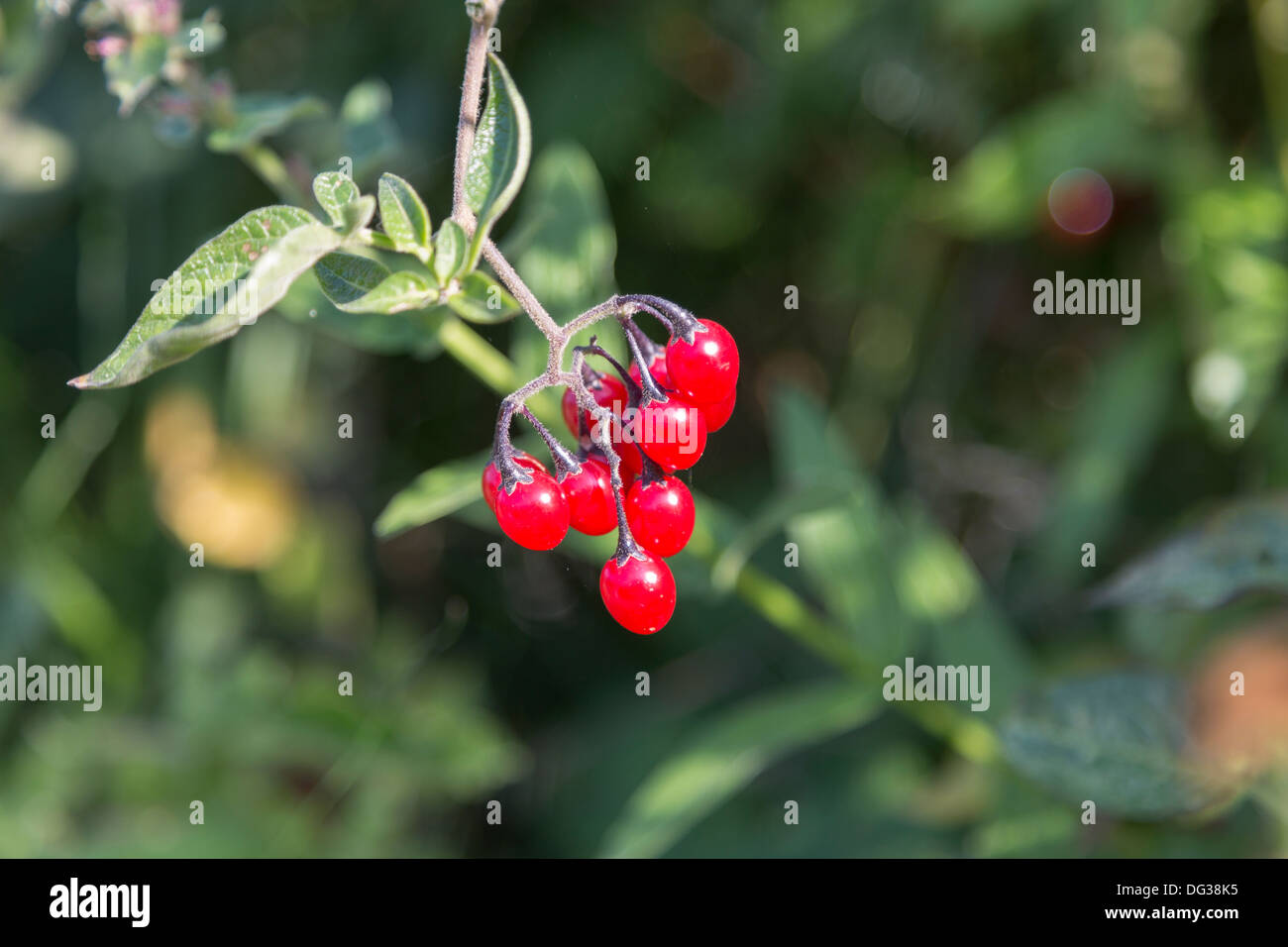 Attractive bright red waxy berries of the poisonous deadly nightshade ...