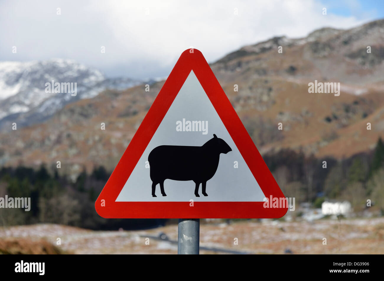 Road Sign Warning Sheep On Stock Photos & Road Sign Warning Sheep On ...