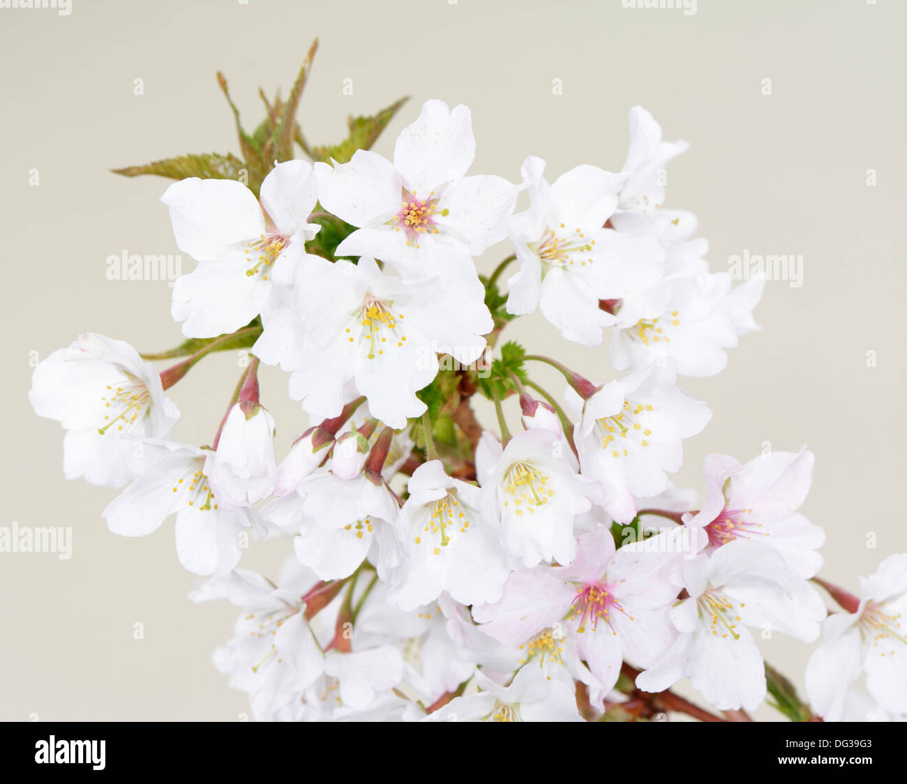 Twig of a bush with white blossoms during springtime Stock Photo - Alamy